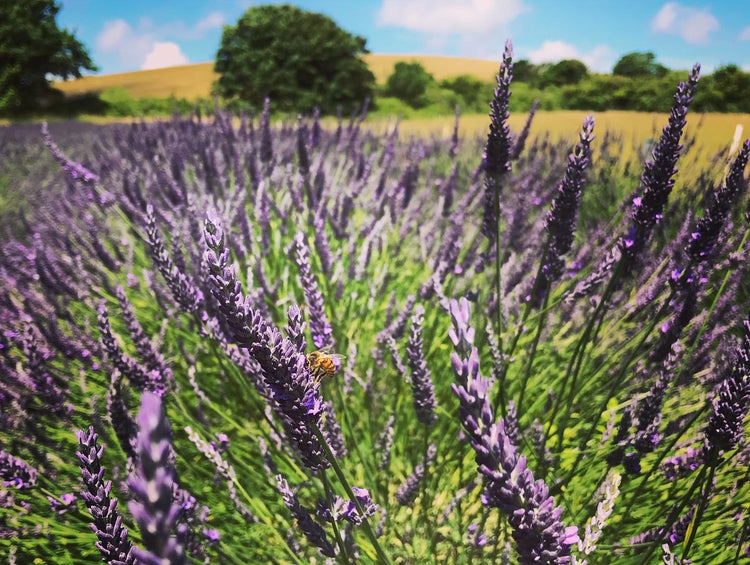 Sussex Lavender